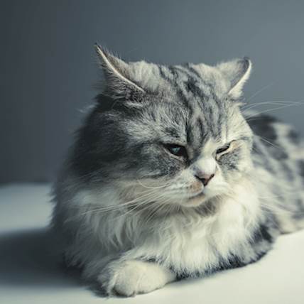 Testicular Swelling in Cats: Causes and Treatment | PetCareRx