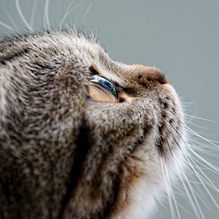 Optic Nerve Swelling (Neuritis) in Cats | PetCareRx