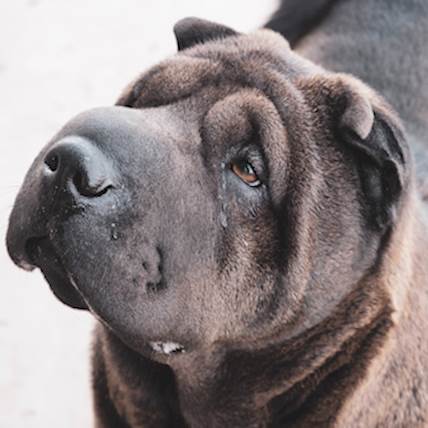 Shar-Pei Recurrent Fever Syndrome: A Quick Overview | PetCareRx