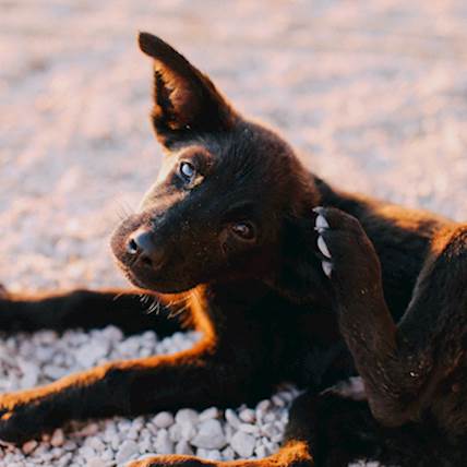 Why Your Dog is Scratching Its Ears and What You Can Do About It ...