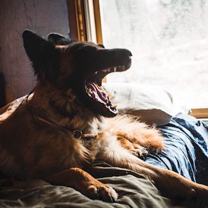 Masticatory Muscle Myositis in Dogs: A Detailed Guide | PetCareRx