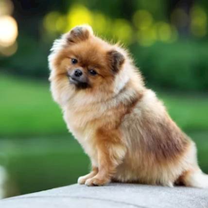 Small Breeds of Dogs | PetCareRx