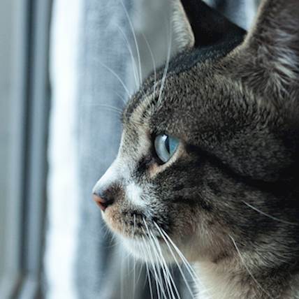 Encephalitis and Meningitis in Cats | PetCareRx