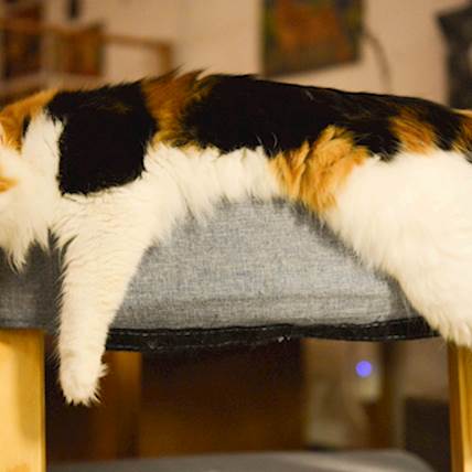 Feline Spongiform Encephalopathy | PetCareRx