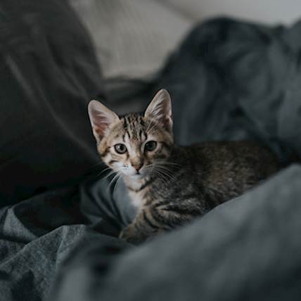 Feline Tonsillitis: Causes, Symptoms, and Treatment | PetCareRx