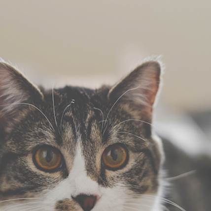 Chemotherapy for Cats: A Closer Look | PetCareRx