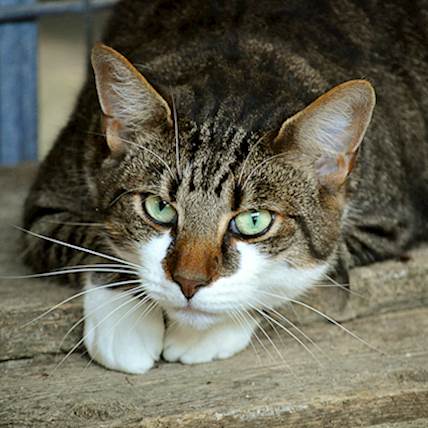 Dilated Cardiomyopathy in Cats: Causes, Symptoms, and Treatment | PetCareRx