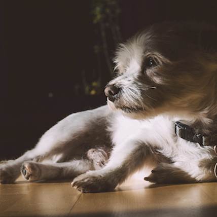 Uncoordinated Cilia Function in Dogs: Causes, Symptoms, and Treatment ...