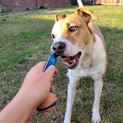 Teaching Your Dog to Chew Using Chew Toys | PetCareRx