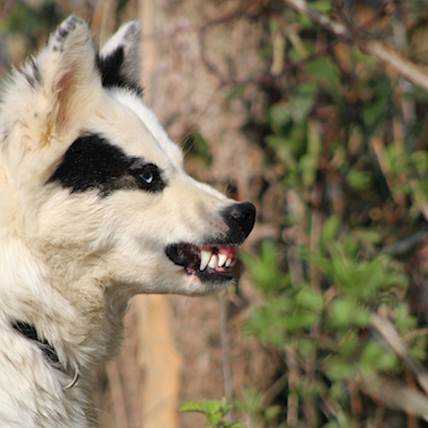 A Detailed Guide to Dog Park Etiquette for Pet Parents | PetCareRx