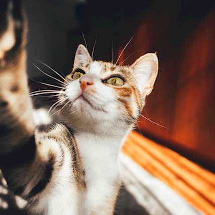 Facial Nerve Paralysis in Cats | PetCareRx