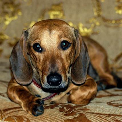 Diabetic Coma in Dogs: Treatment and Prevention | PetCareRx