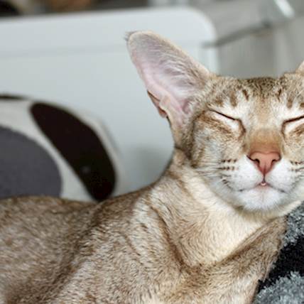 Cat Ear Hematoma: Causes, Symptoms, and Treatment | PetCareRx