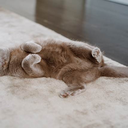 What Is a Feline Idiopathic Megacolon? | PetCareRx