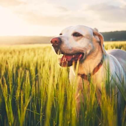What is Dog Sunning and Why Do They Love It? | PetCareRx