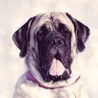 What Are the Largest Dog Breeds? | PetCareRx