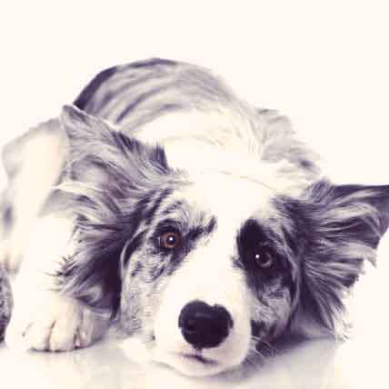 Muscular Dystrophy In Dogs And Cats | PetCareRx