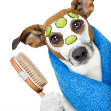 Seborrhea in Dogs and Cats | PetCareRx