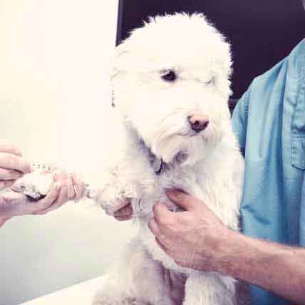 Pet Microchips: What You Need to Know | PetCareRx