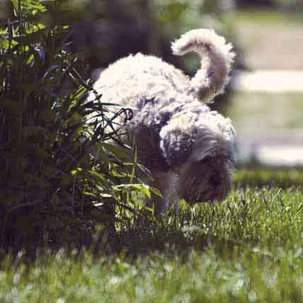 Dog Peeing - Train Your Dog to Pee in the Yard | PetCareRx