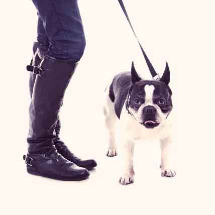 Teaching a Dog to Fix the Leash - PetCareRx