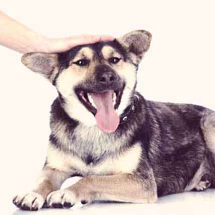 How to Teach Your Dog "Yes" and "No" | PetCareRx