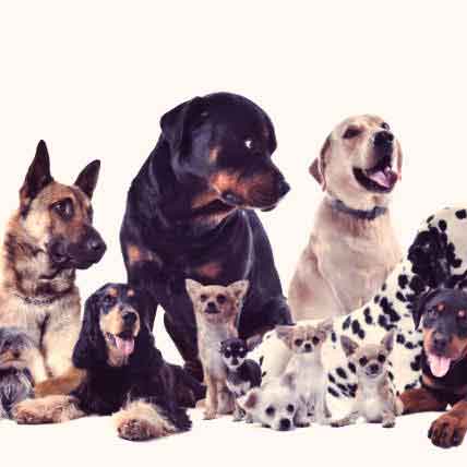 Infographic: Which Dog Is Right for You? | PetCareRx