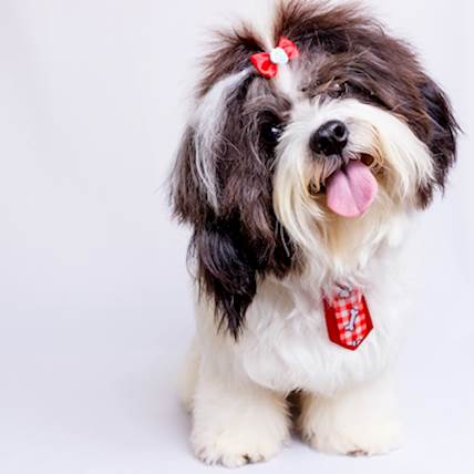 How To Take Care Of Small Breed Dogs | PetCareRx