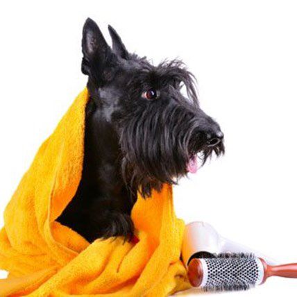 How to Clean Your Dog Between Baths | PetCareRx