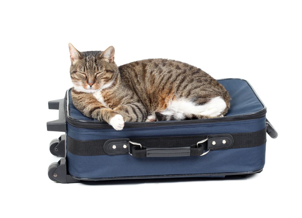 3 Ways To Take Care Of Your Pets While You re On Vacation PetCareRx 3 Ways To Take Care Of Your Pets While You re On Vacation PetCareRx
