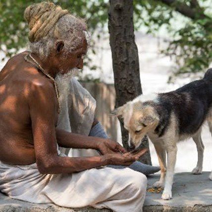 Pot for Pets? Understanding New Hemp-Based Treatments | PetCareRx