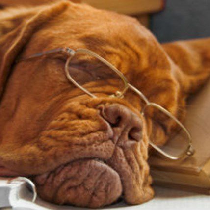 Speak the Language Your Dog Understands | PetCareRx