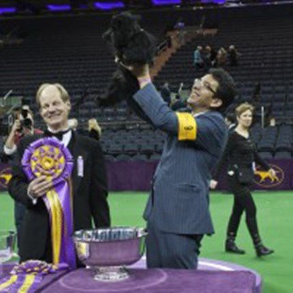 What Makes a Westminster Dog? | PetCareRx