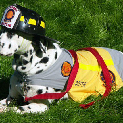 5 Fire Prevention Tips for National Pet Fire Safety Day | PetCareRx