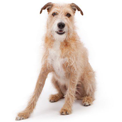 Celebrating National Mutt's Day with PetCareRx! | PetCareRx