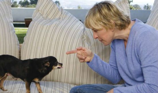 These 7 Celebs Are Helping Bring Christmas to Pets in Need | PetCareRx