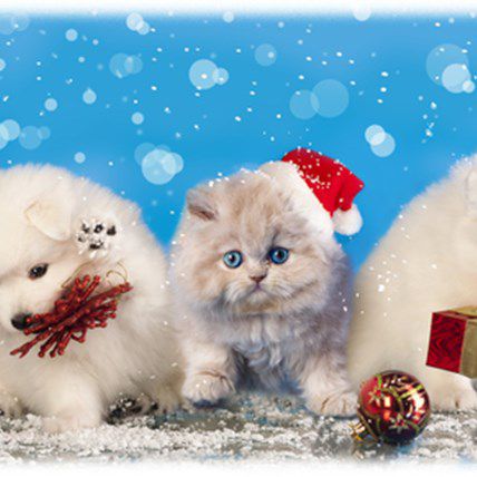 Holiday Giveaway: Deck the Halls with Customized Holiday Paw Stockings ...