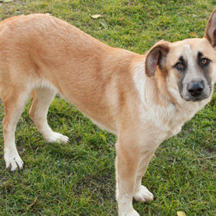 Study Proves Your Dog Actually Does Understand You | PetCareRx