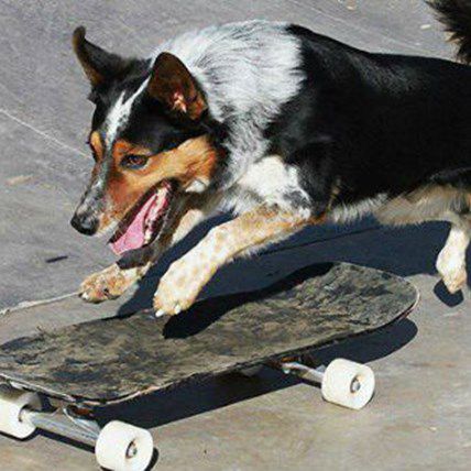 VIRAL: See Jumpy - the Smartest, Most Athletic Dog EVER! | PetCareRx