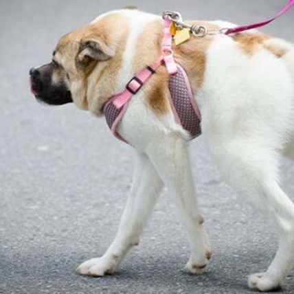 GOING VIRAL: Pig is the Strangest Looking Dog You Will Ever See | PetCareRx