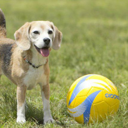 Ready for the World Cup? See Purin the Super Beagle Play Soccer ...