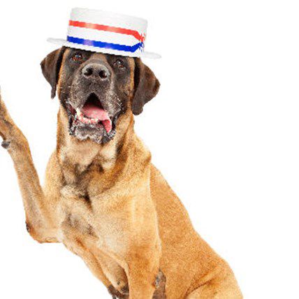 Mayor Dog "Wins by a Landslide" | PetCareRx