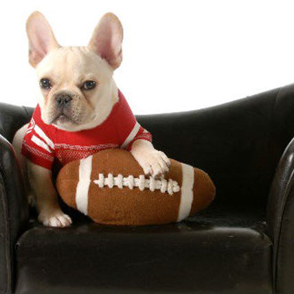 This Dog Goes NUTS for The NFL Season Opener | PetCareRx