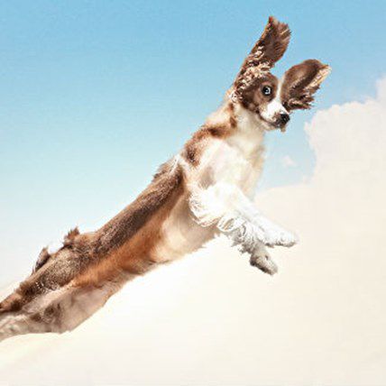 These Rescue Dogs Are Flying Off The Shelves - Literally! | PetCareRx