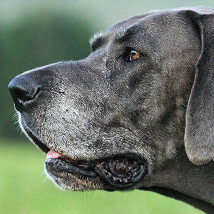 Photographer Proves Old Dogs Still Cute | PetCareRx