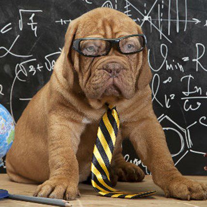 Dogs Can Do Math | PetCareRx