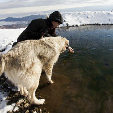 Who Pushes a Dog into Freezing Water? | PetCareRx