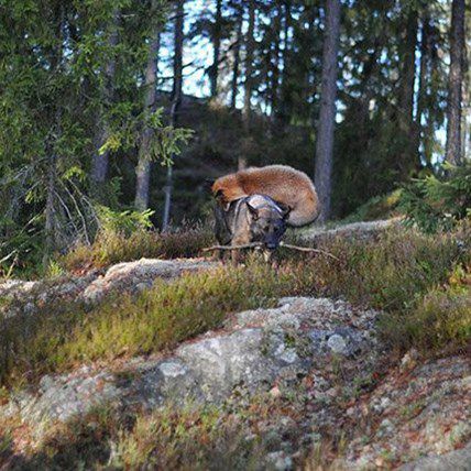 Real Life "The Fox and The Hound" Will Melt Your Heart - A Video ...