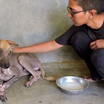 Incredible Video of Sick Stray Nursed Back to Full Health | PetCareRx