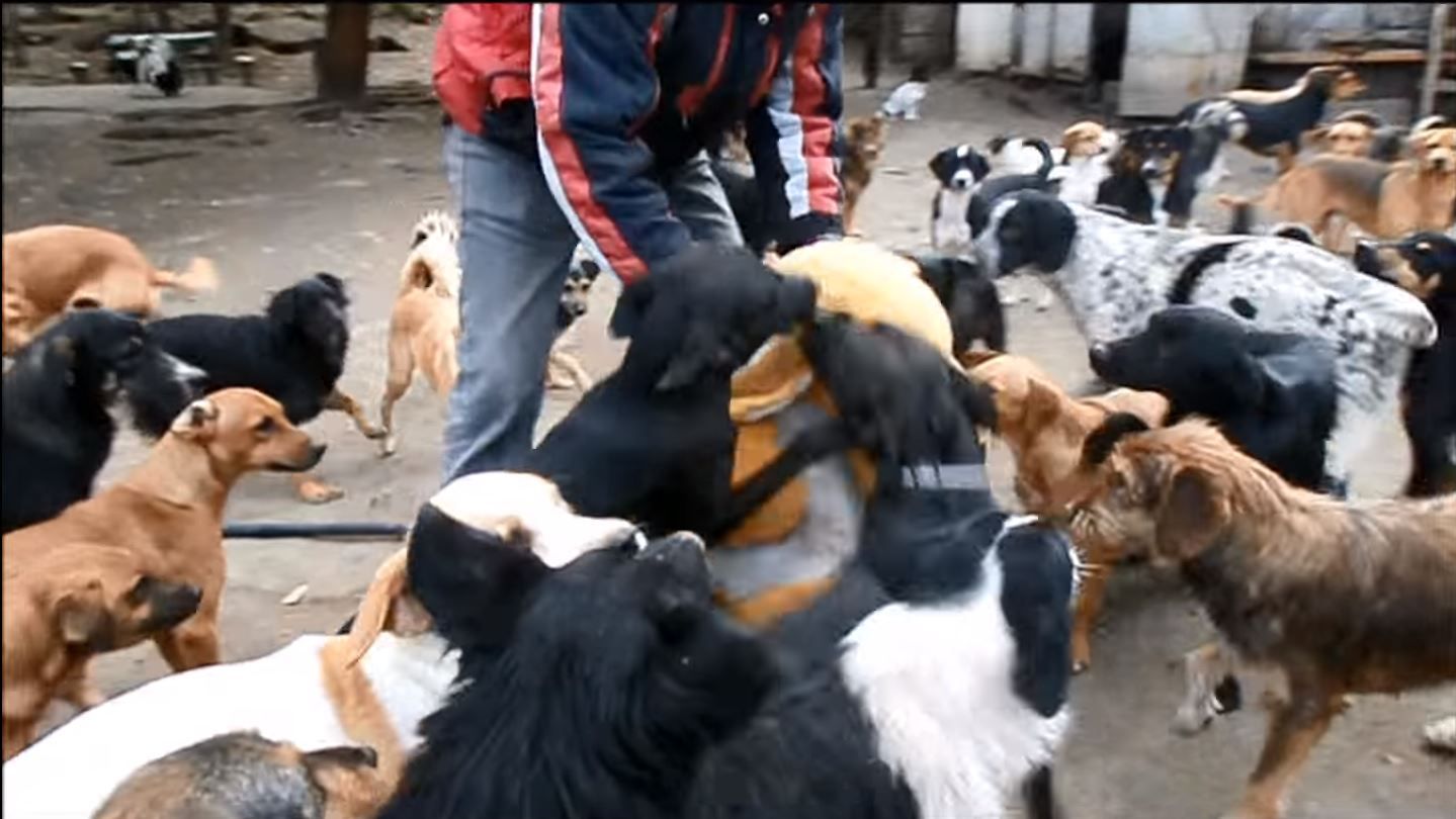 Watch This Hero Rescue 450 Dogs From Life On The Street | PetCareRx